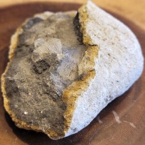 Natural | Accents | Authentic Ancient Fenestella Bryozoan Fossil ...